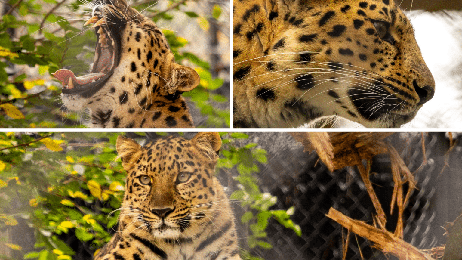 Amur leopard habitat at Central Florida Zoo